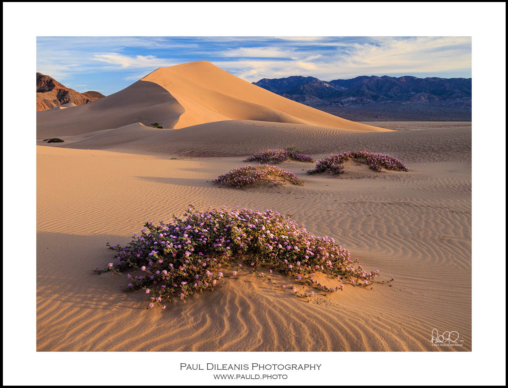 2026 Death Valley Wildflower Forecasts – Paul D. Photography